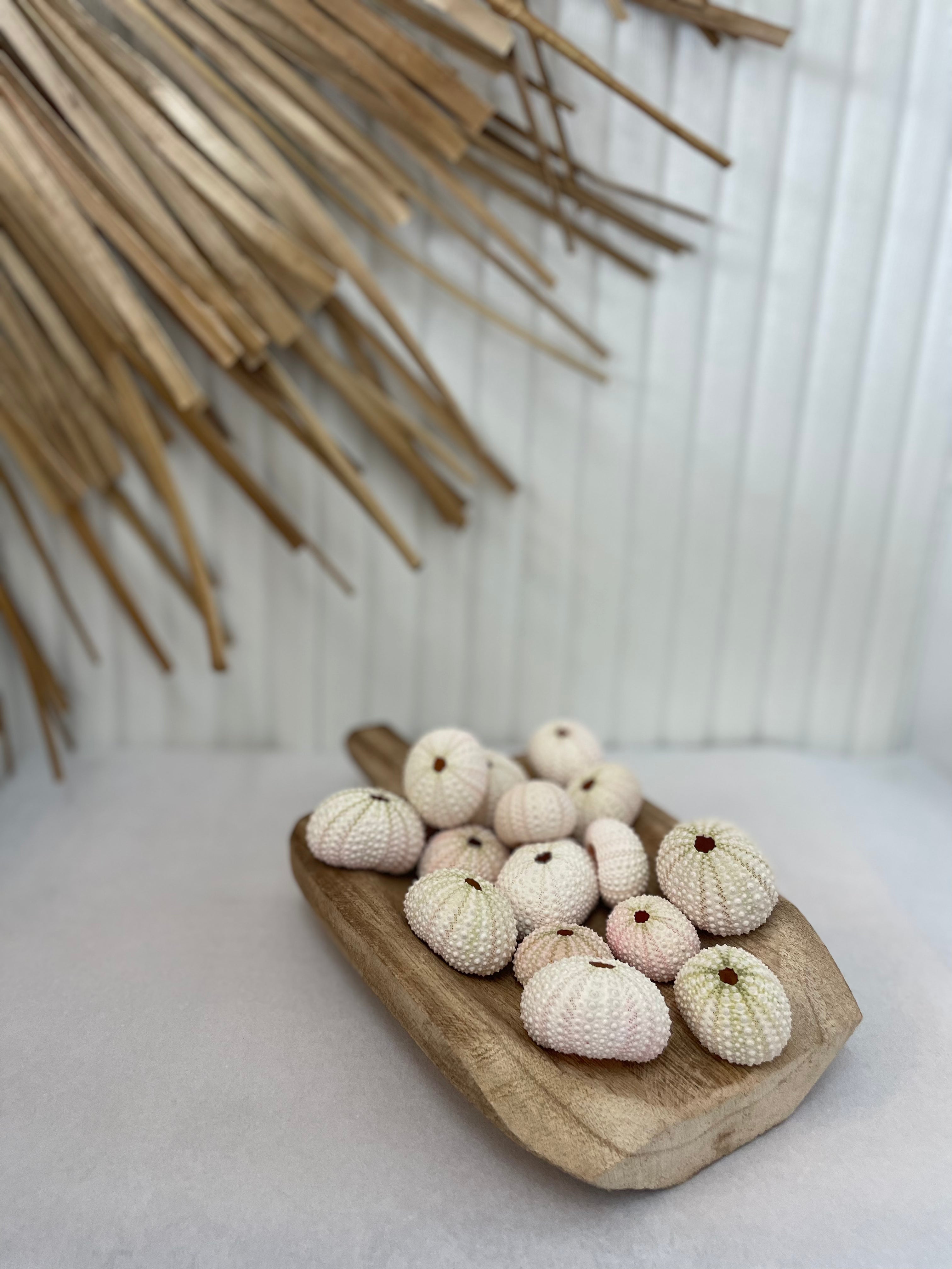 Shells & Coral – The Sea Merchant