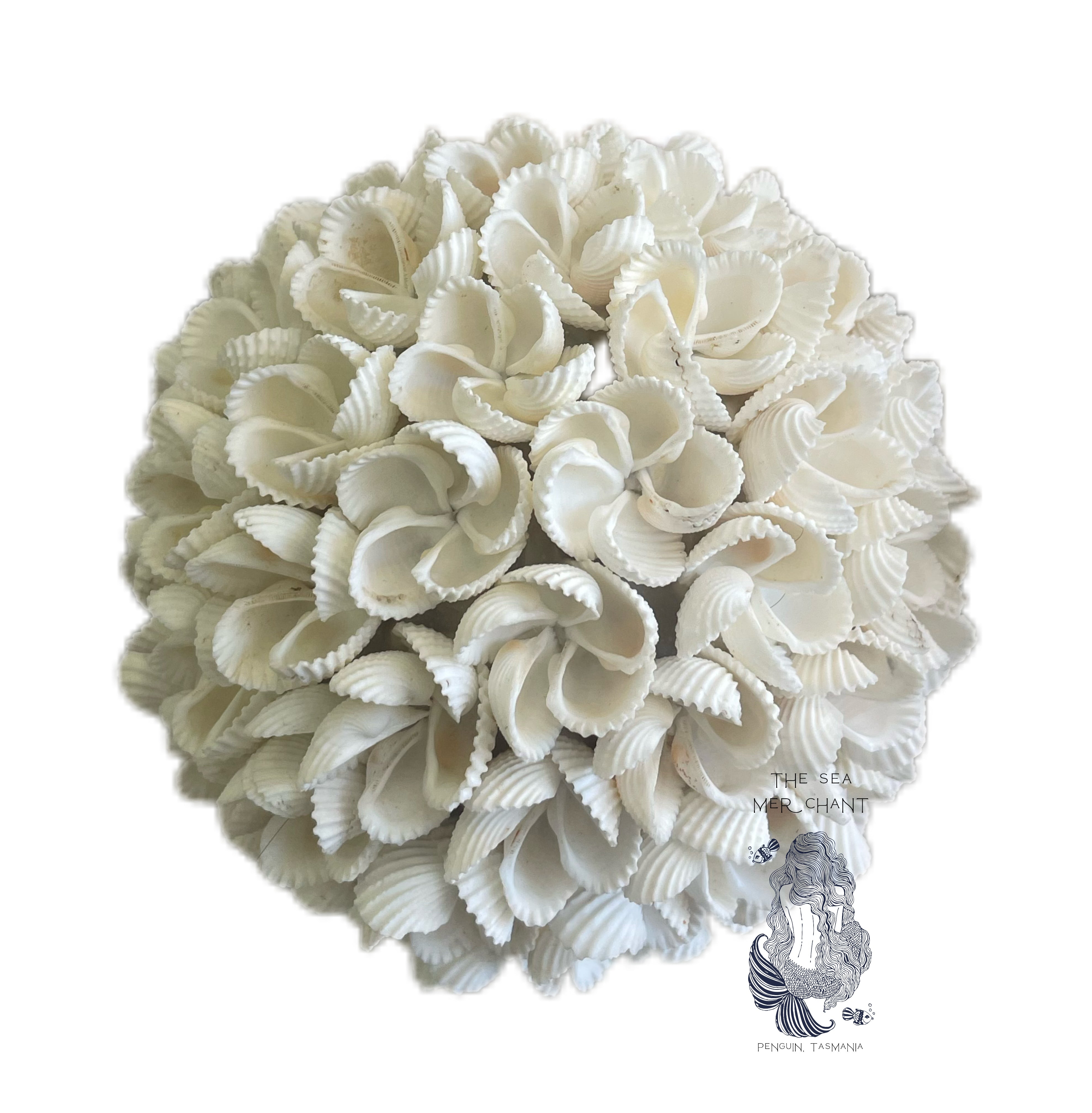 Shell Ball – The Sea Merchant