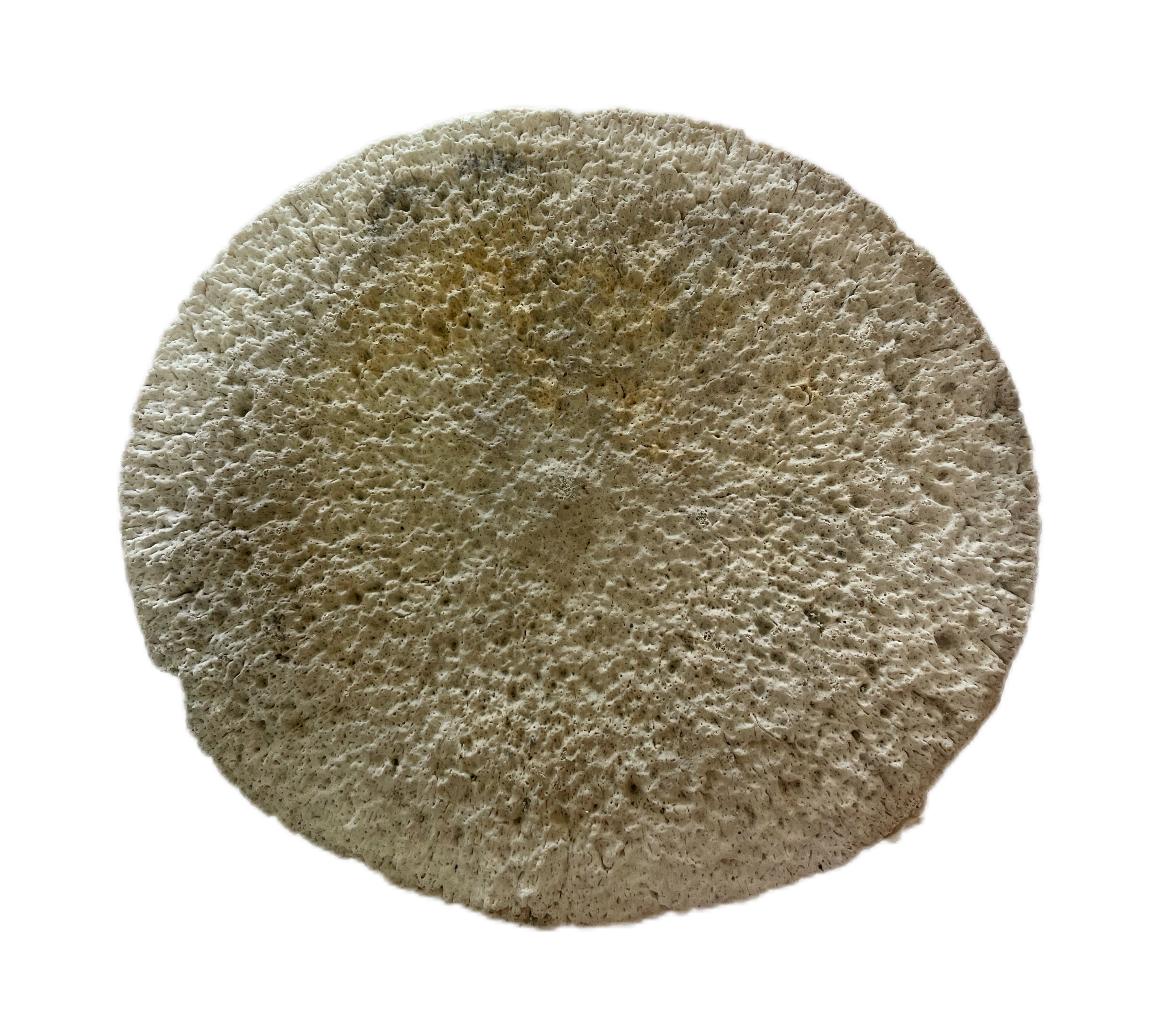 Whale Vertebrae Discs – The Sea Merchant