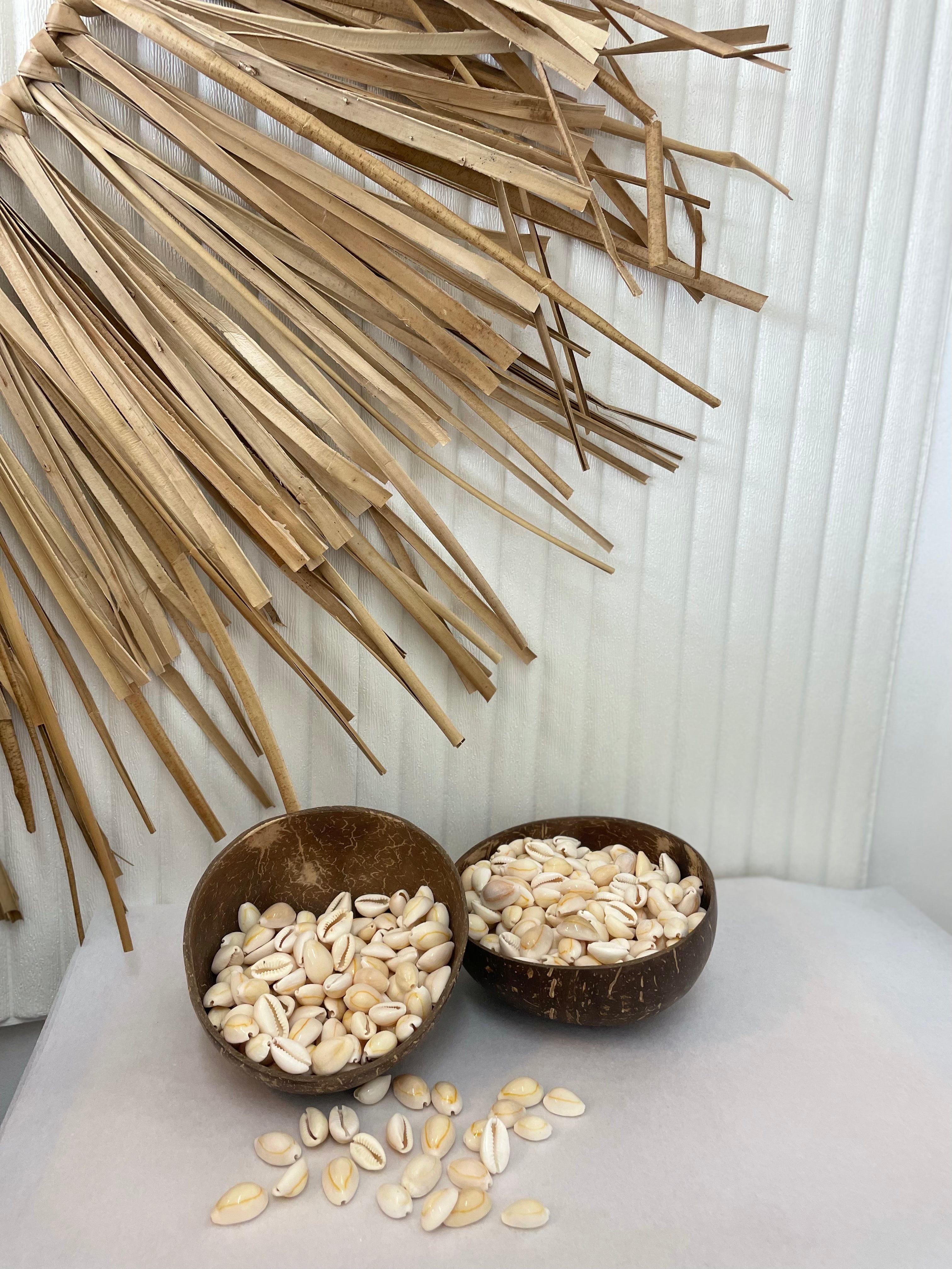 Annulus Shells – The Sea Merchant