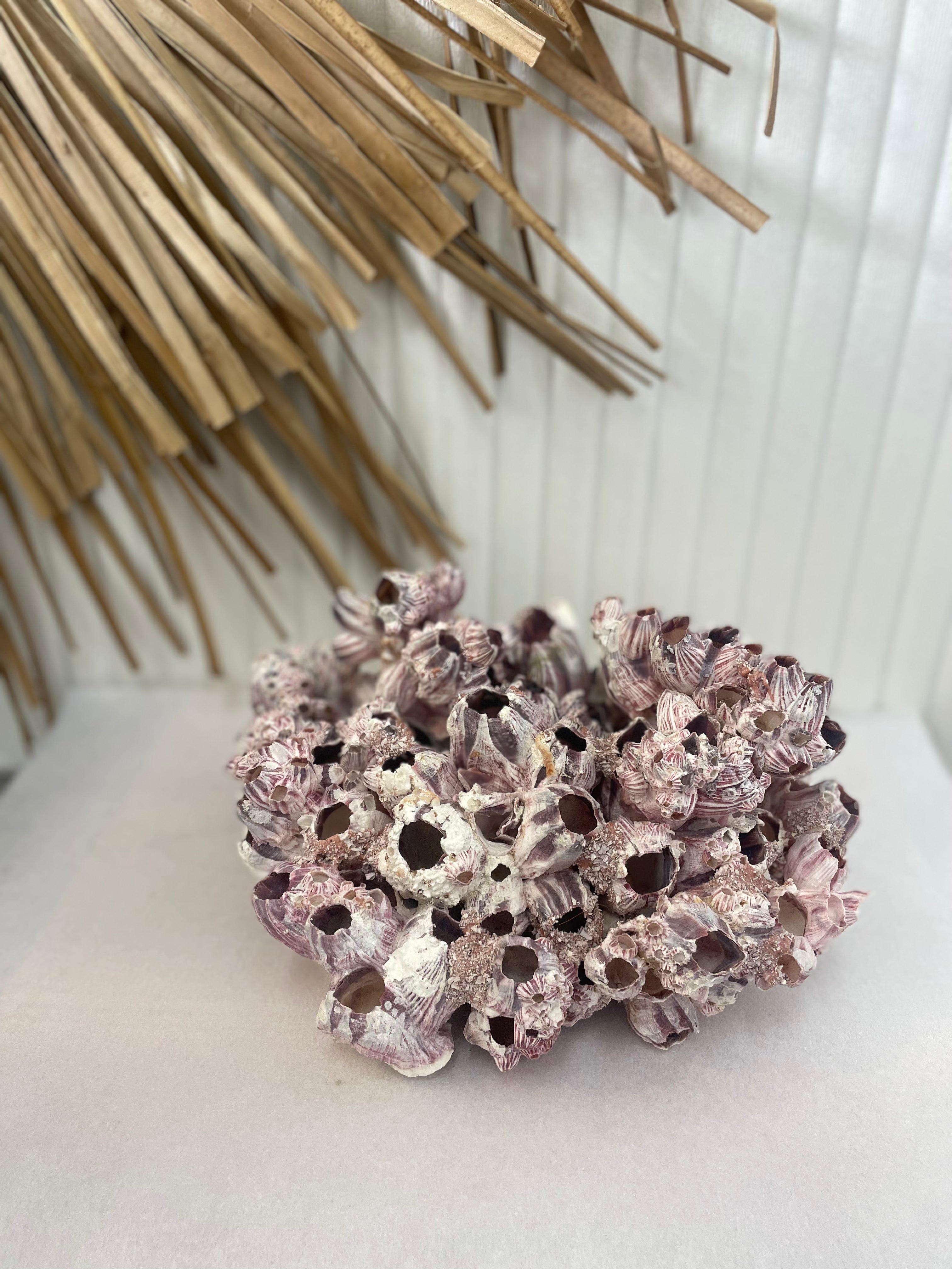 Real Barnacles - Large – The Sea Merchant